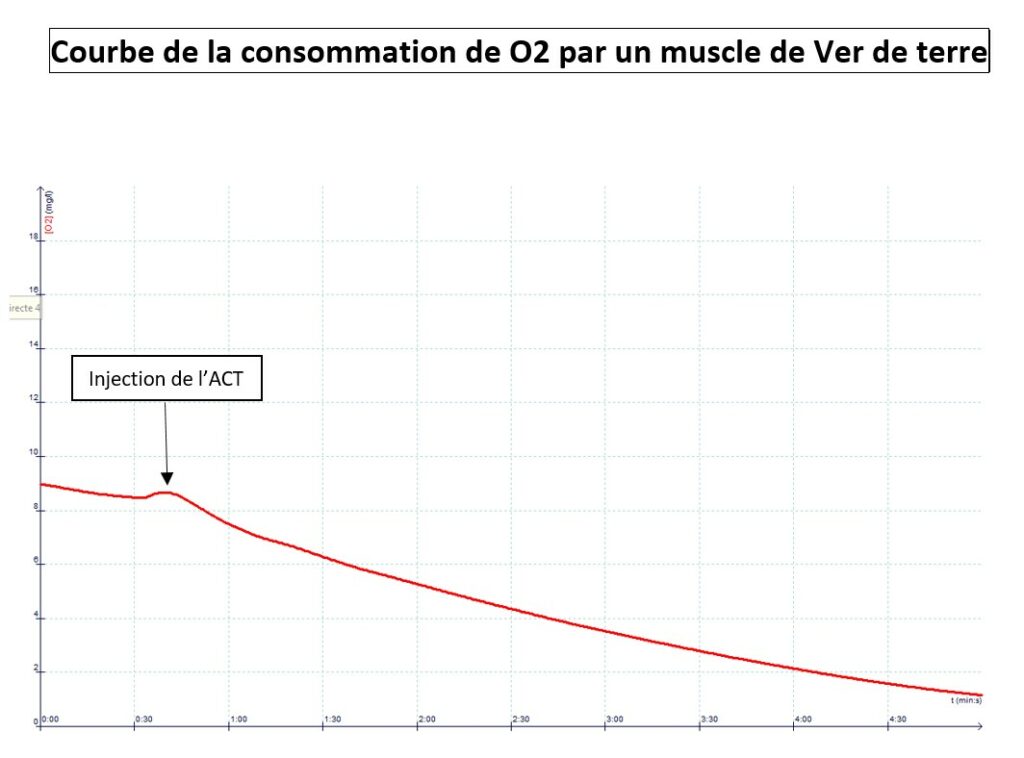 Absorption O2 muscle de Ver de terre – SVT Labs