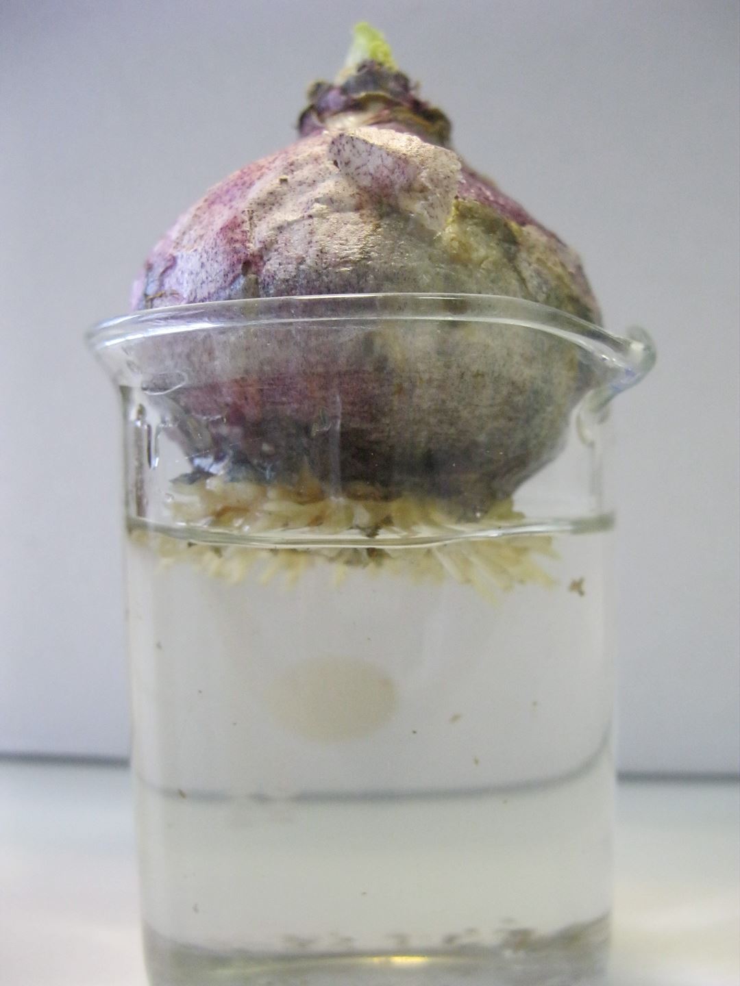 Préparation de racine de jacinthe ail et oignon – SVT Labs