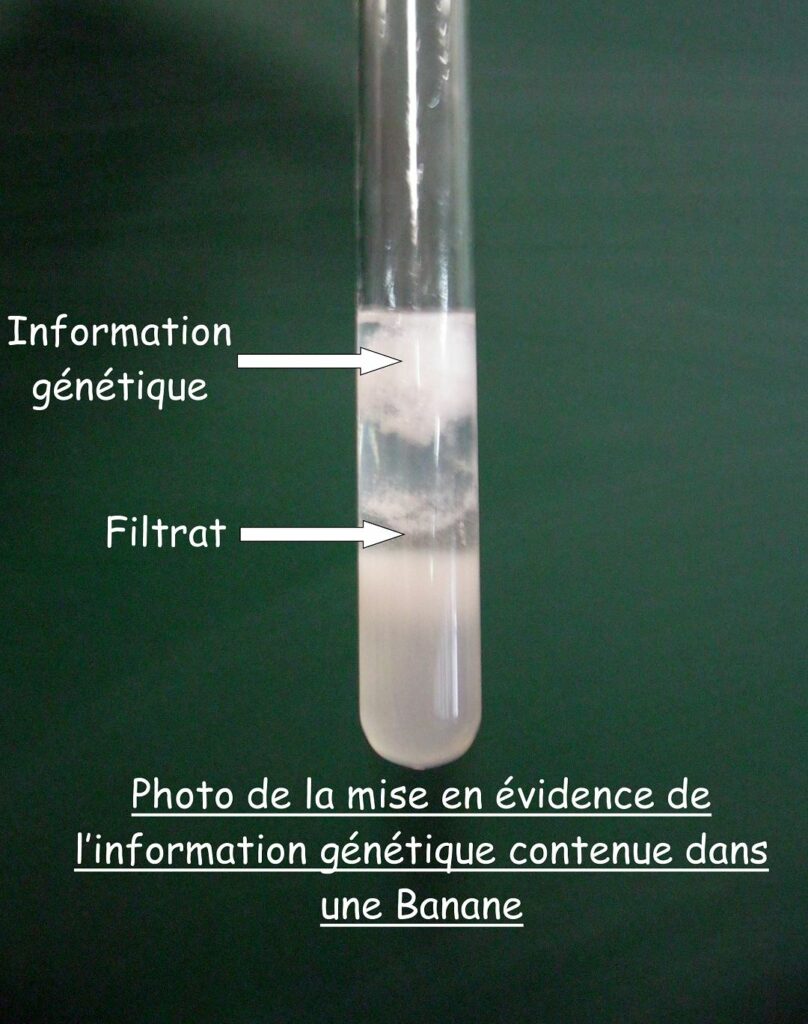 Extraction Information Génétique – SVT Labs