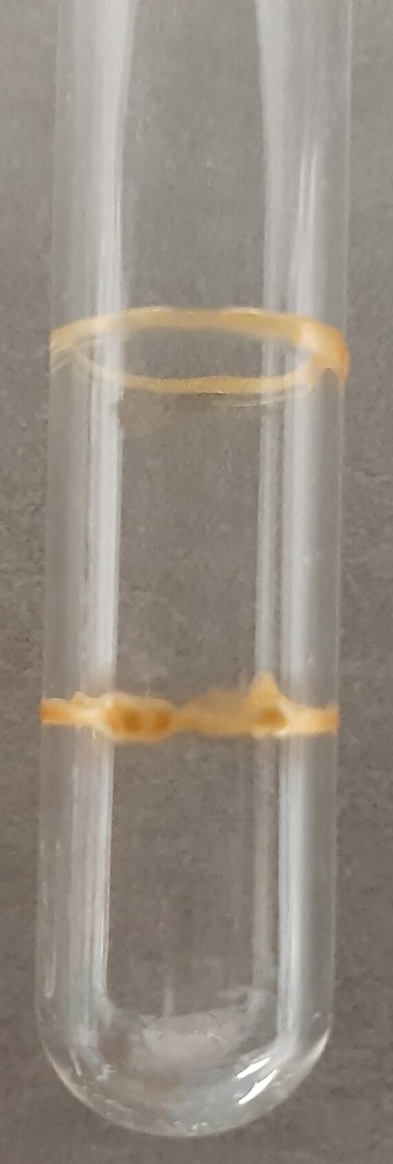 Extraction Information Génétique – SVT Labs