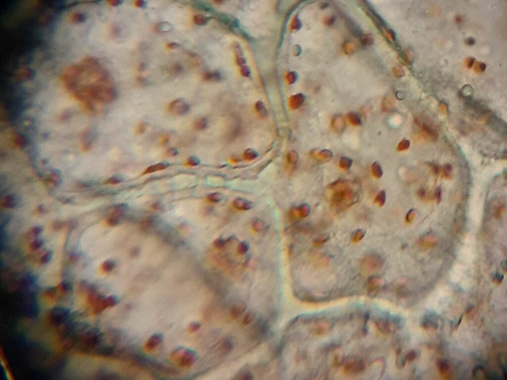 Observation de cellules spécialisées – SVT Labs