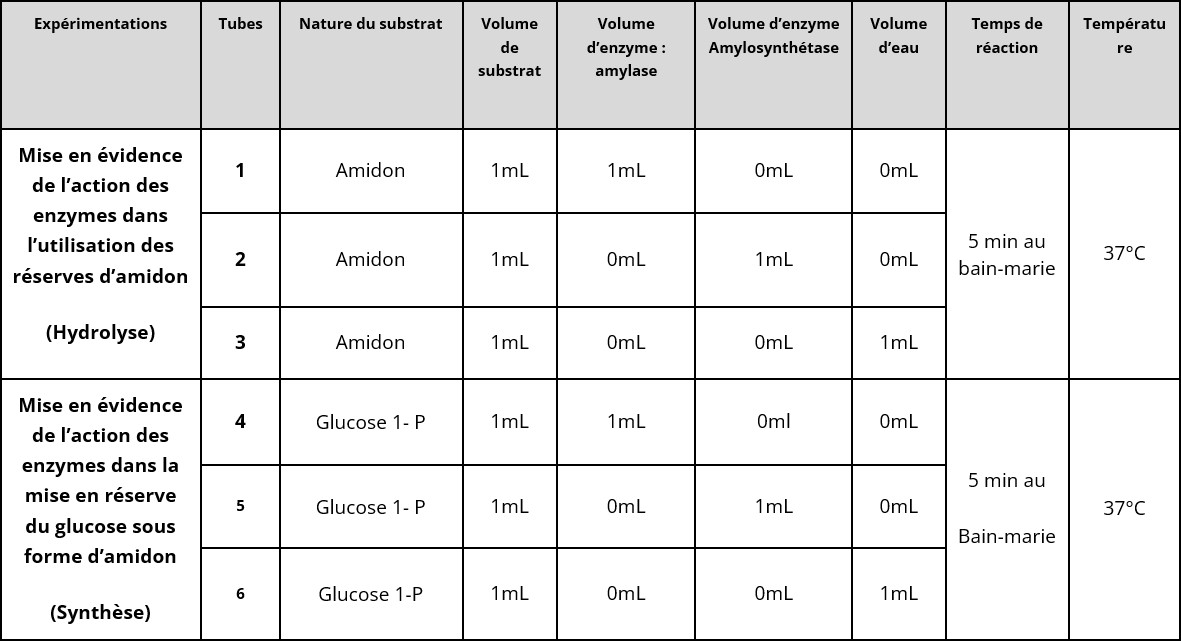 Synthèse et hydrolyse de l’amidon – SVT Labs
