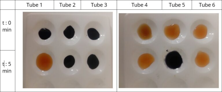 Synthèse et hydrolyse de l’amidon – SVT Labs