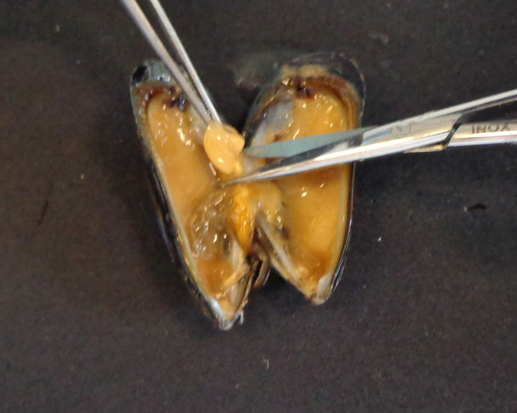 Reproduction chez la Moule – SVT Labs