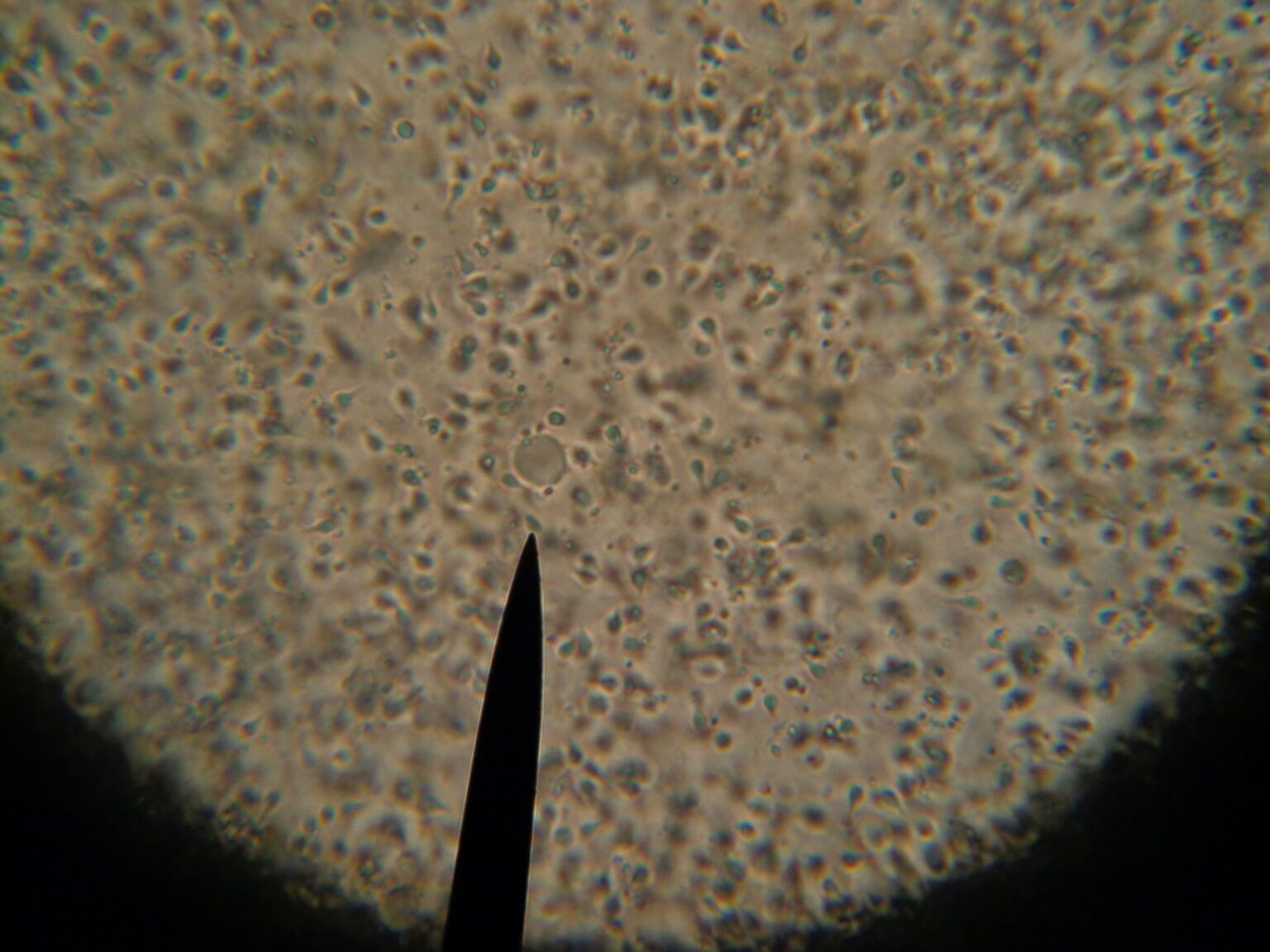 Reproduction chez la Moule – SVT Labs